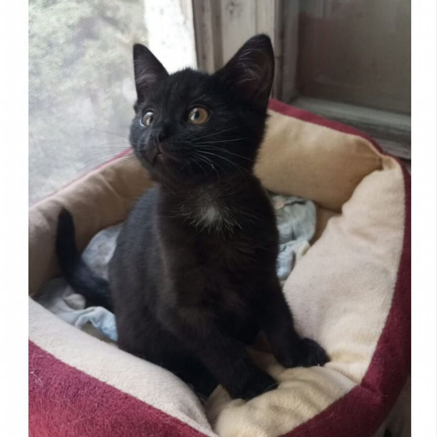 Лапочка мальчик, 2 мес