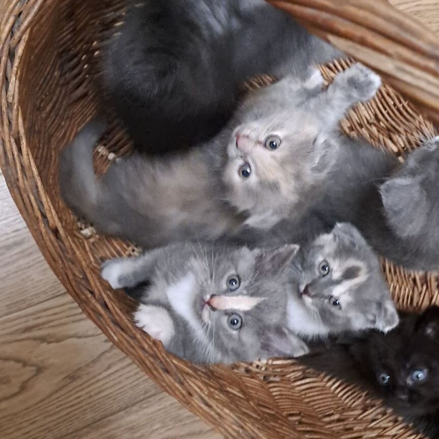 Только в добрые руки