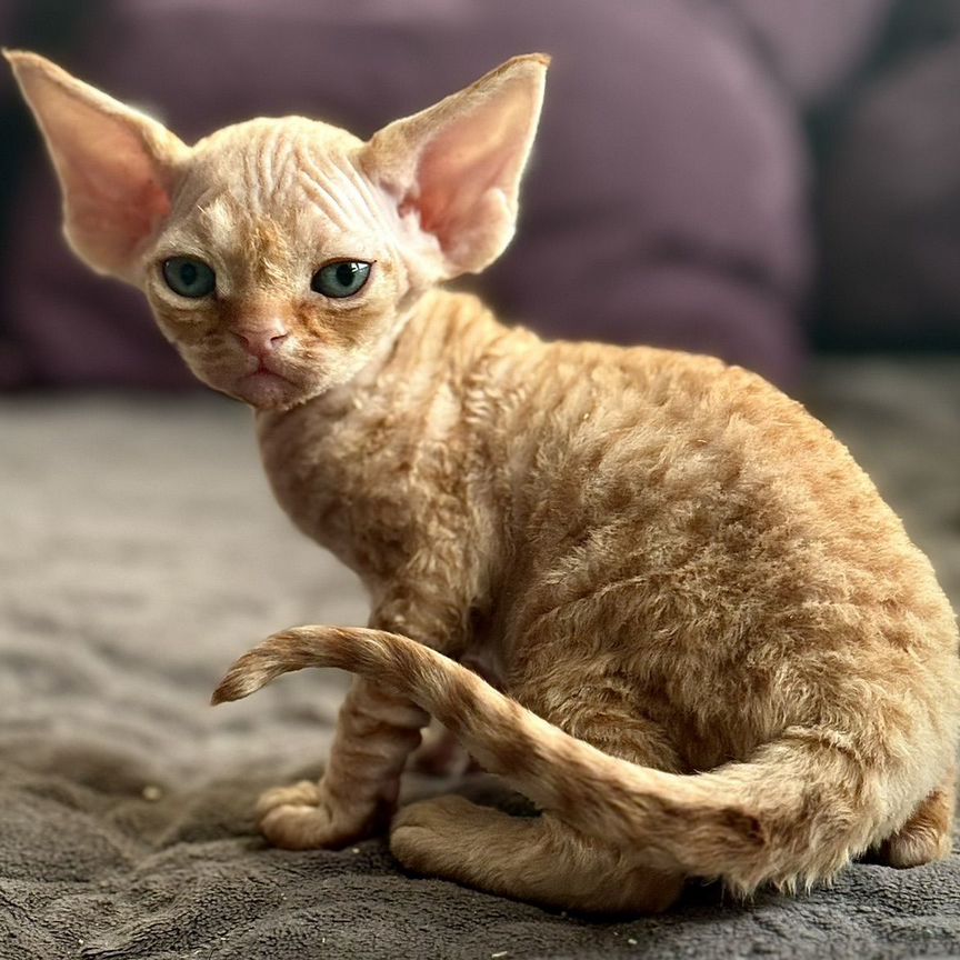 Девон-рекс котёнок