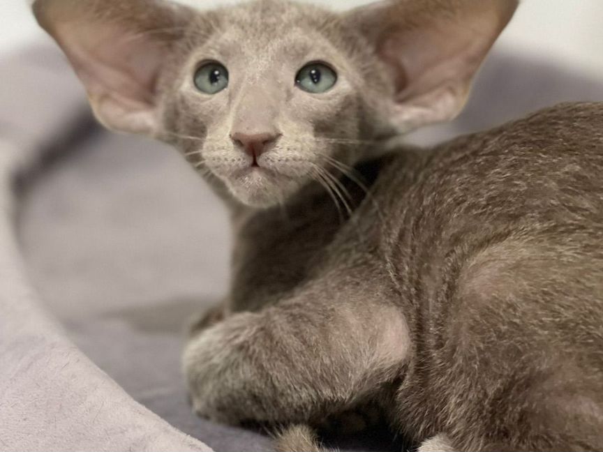 Ориентальные котята экстрим и современные