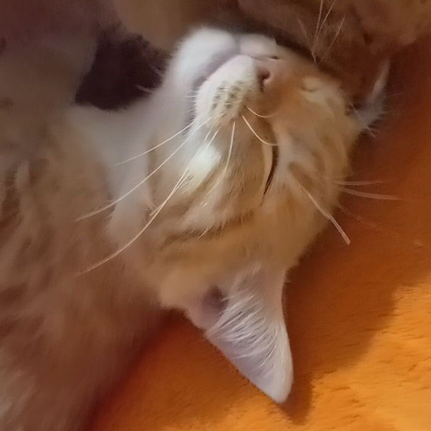 Шотландский котёнок