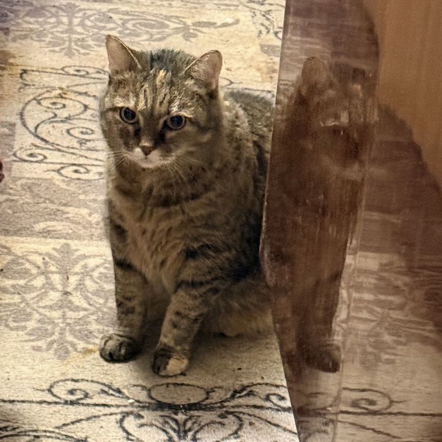 Сибирская, взрослая кошка