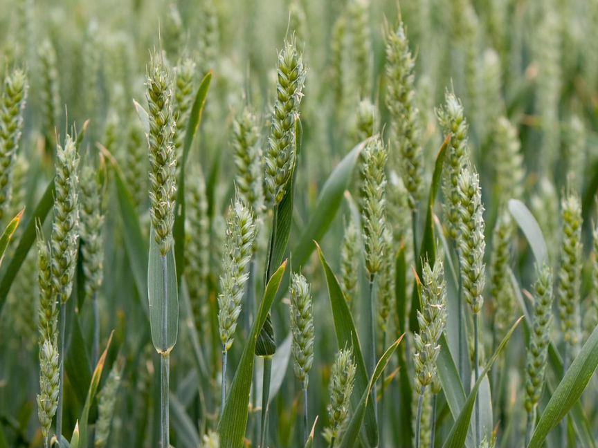 Зерно пшеница 3-4 класс