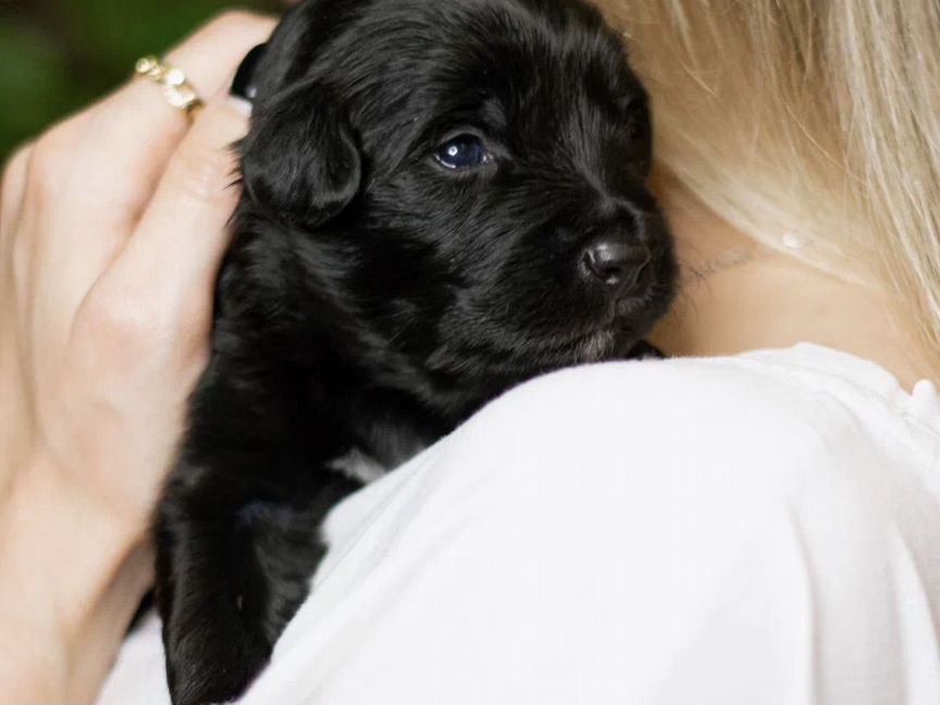 Щенки в добрые руки