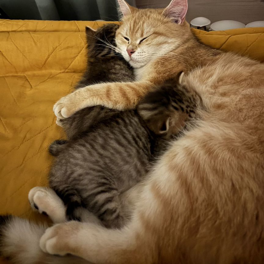 Британский короткошёрстный котёнок