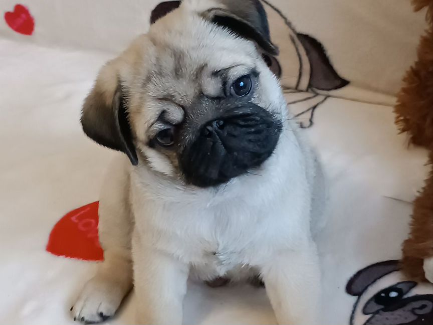 Щенки мопса-мальчики