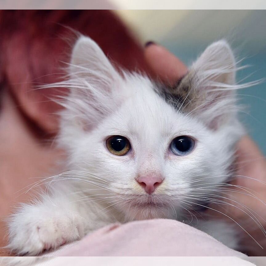 Разноглазый белый котёнок в добрые руки