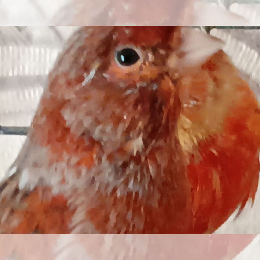 Канарейки цветные