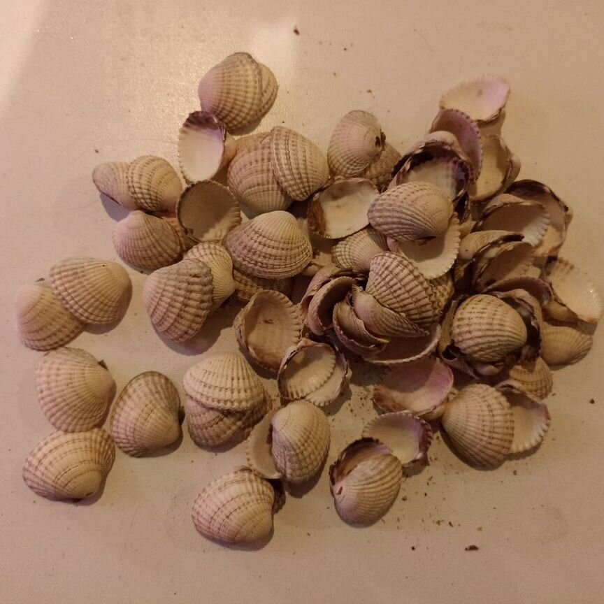 Ракушки для аквариума