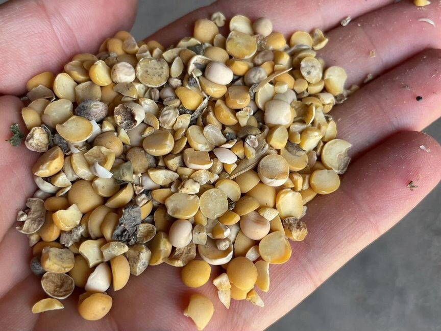 Сахарная свёкла, Кормовой горох корма