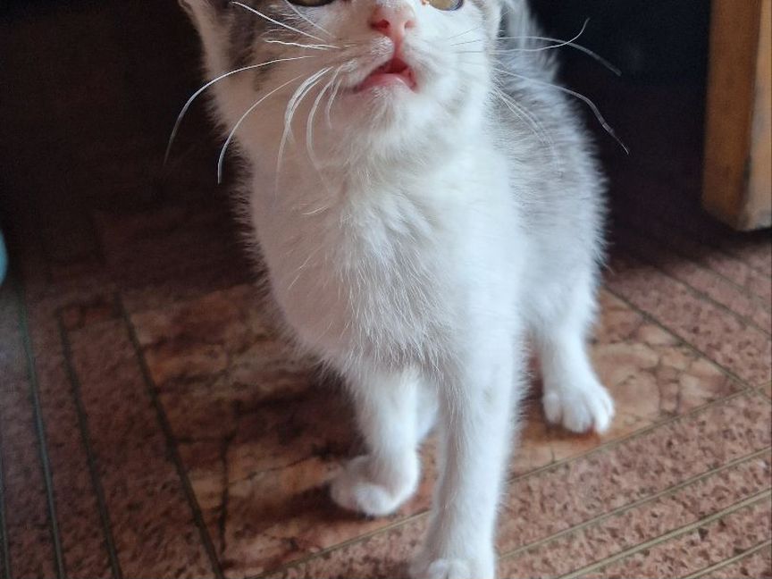 Котёнок в добрые руки