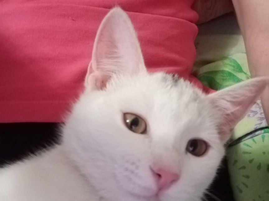 Кошка Мелиса