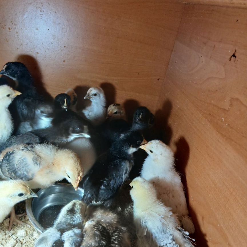 Цыпленок кур несушек