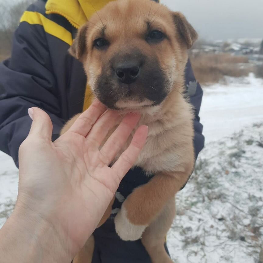 В Добрые руки щенки