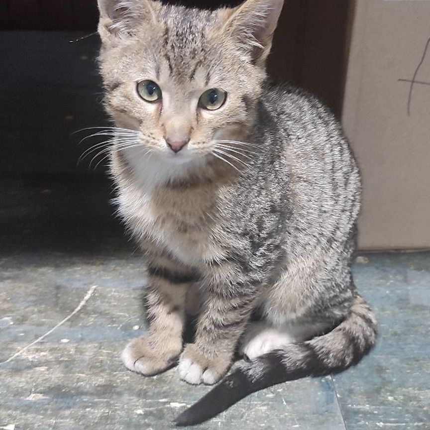 Котята в добрые руки бесплатно