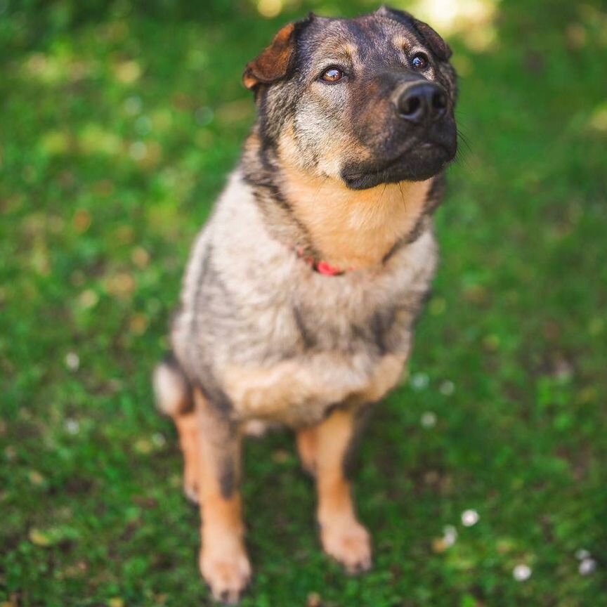 Собака в добрые руки