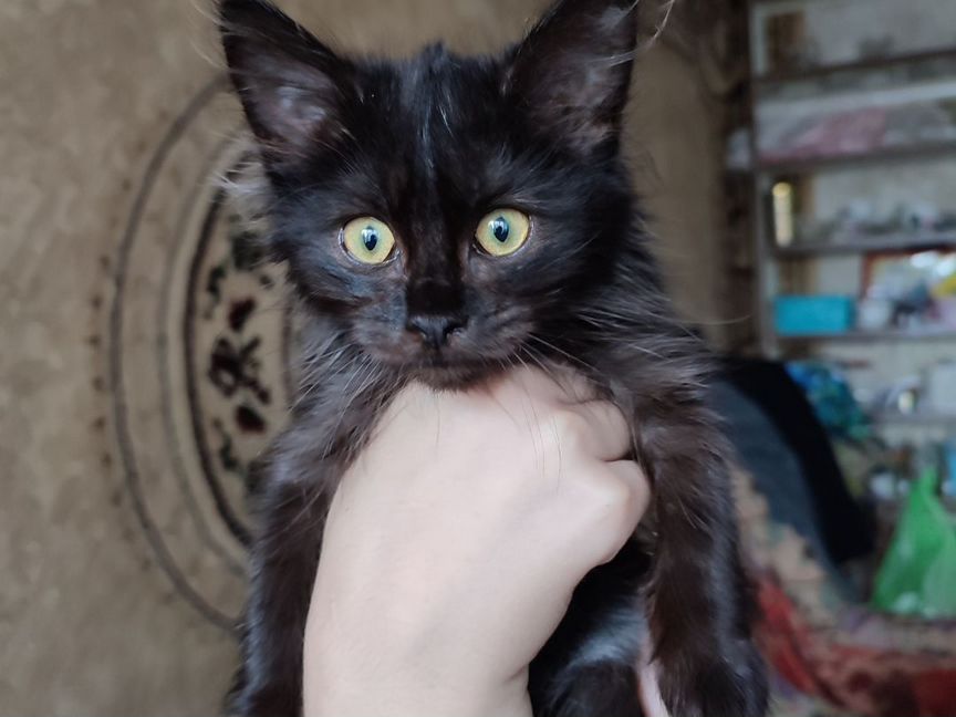 Котенок девочка