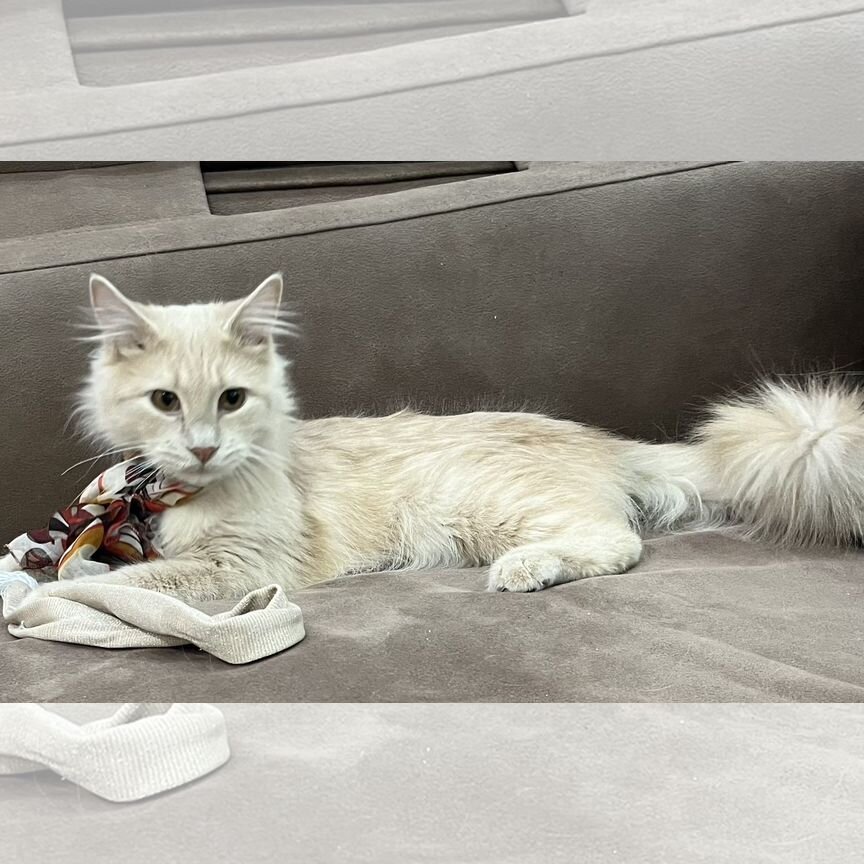 Котенок мальчик в добрые руки