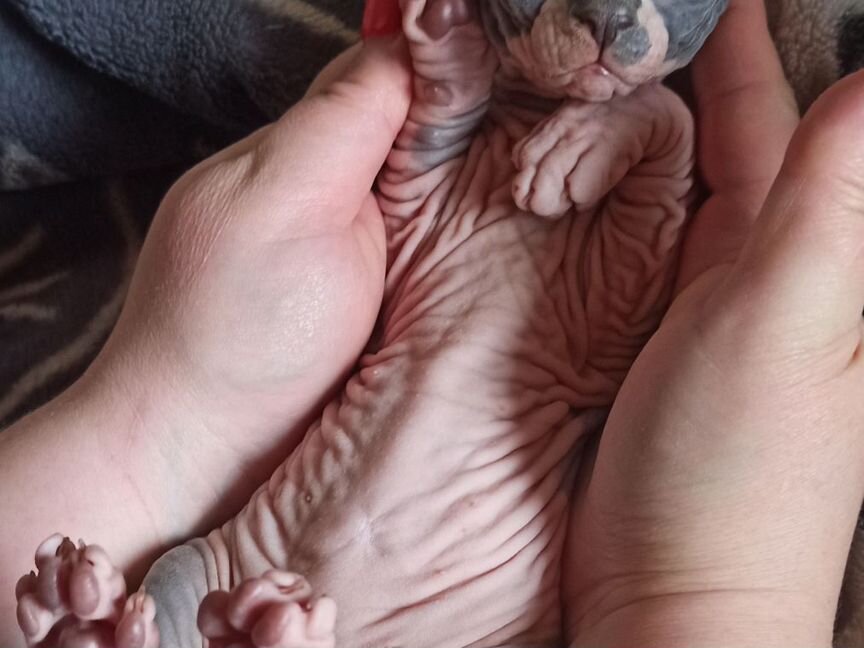 Канадский сфинкс котенок