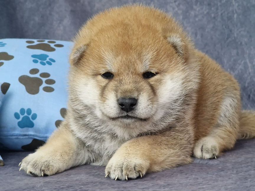 Мальчик Сиба ину