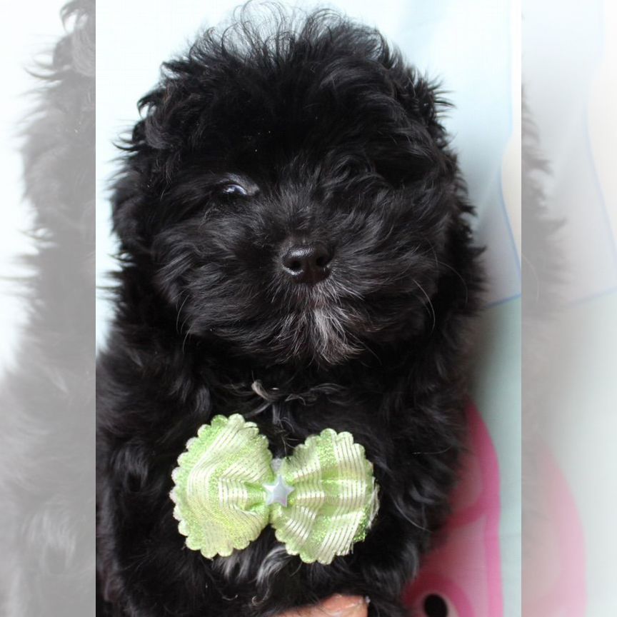 Мальтипу черная жемчужина