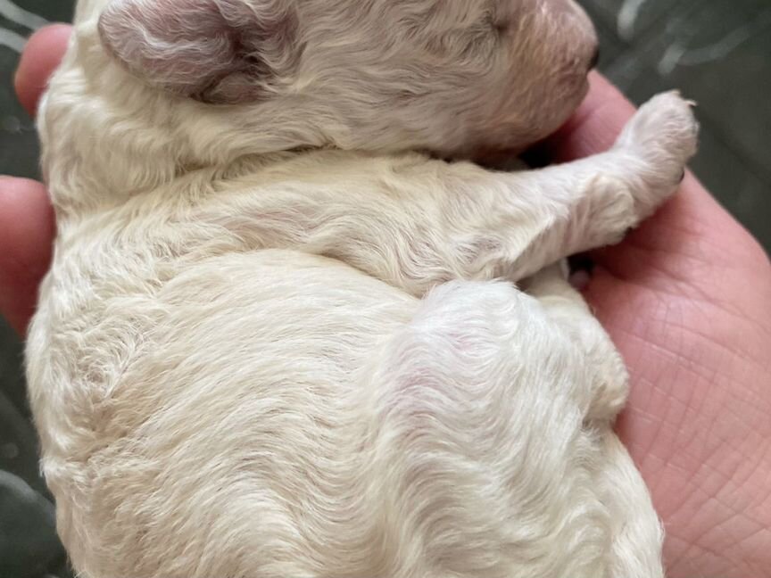 Пудель карликовый