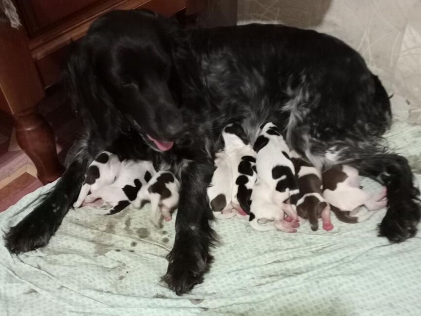 Русский спаниель щенки