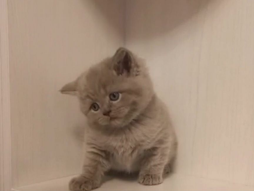 Кошечки лиловые