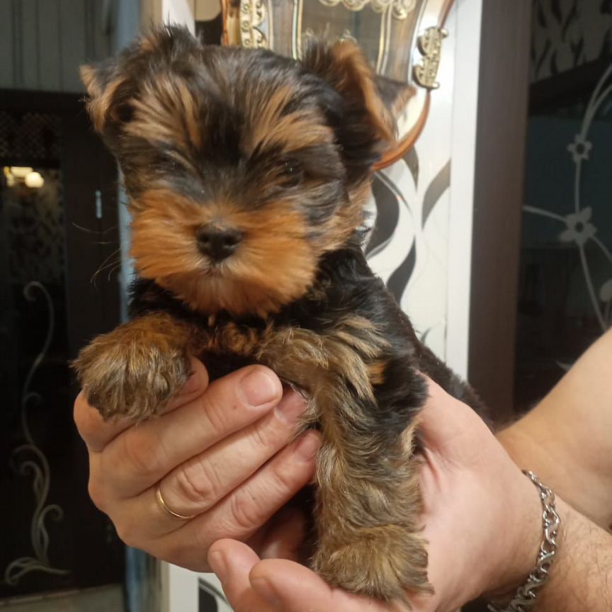 Йоркширский терьер мини