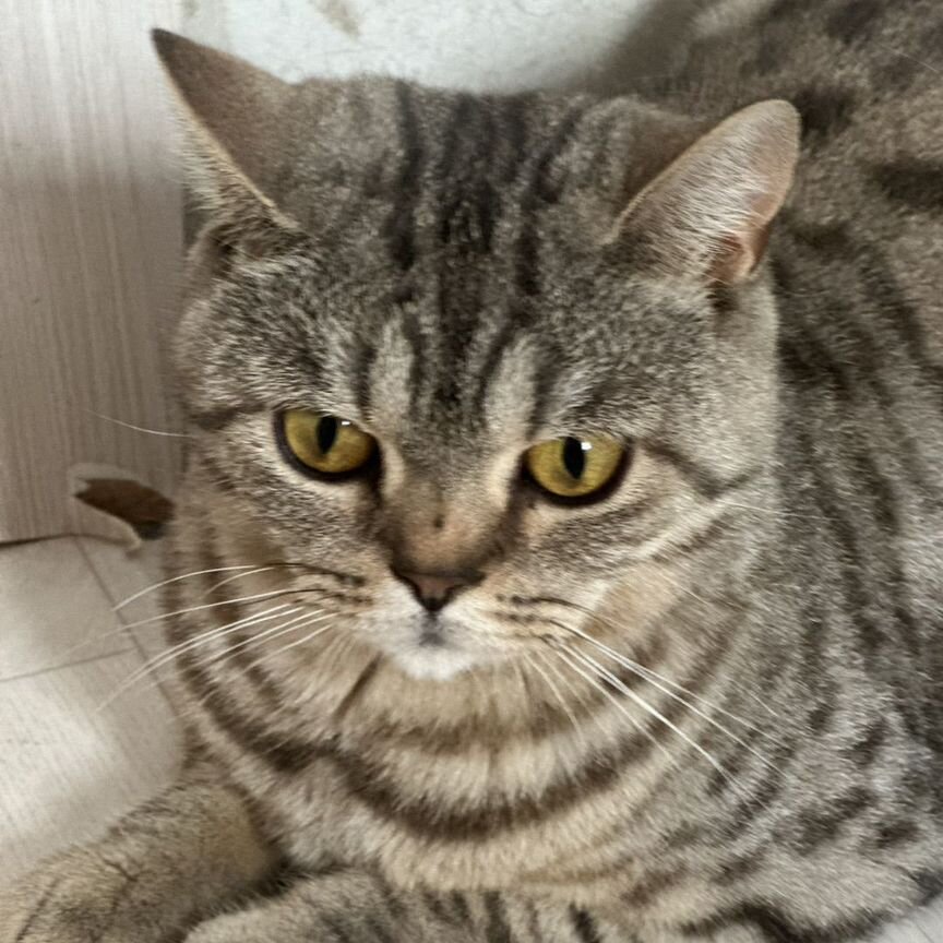 Британи ищет дом