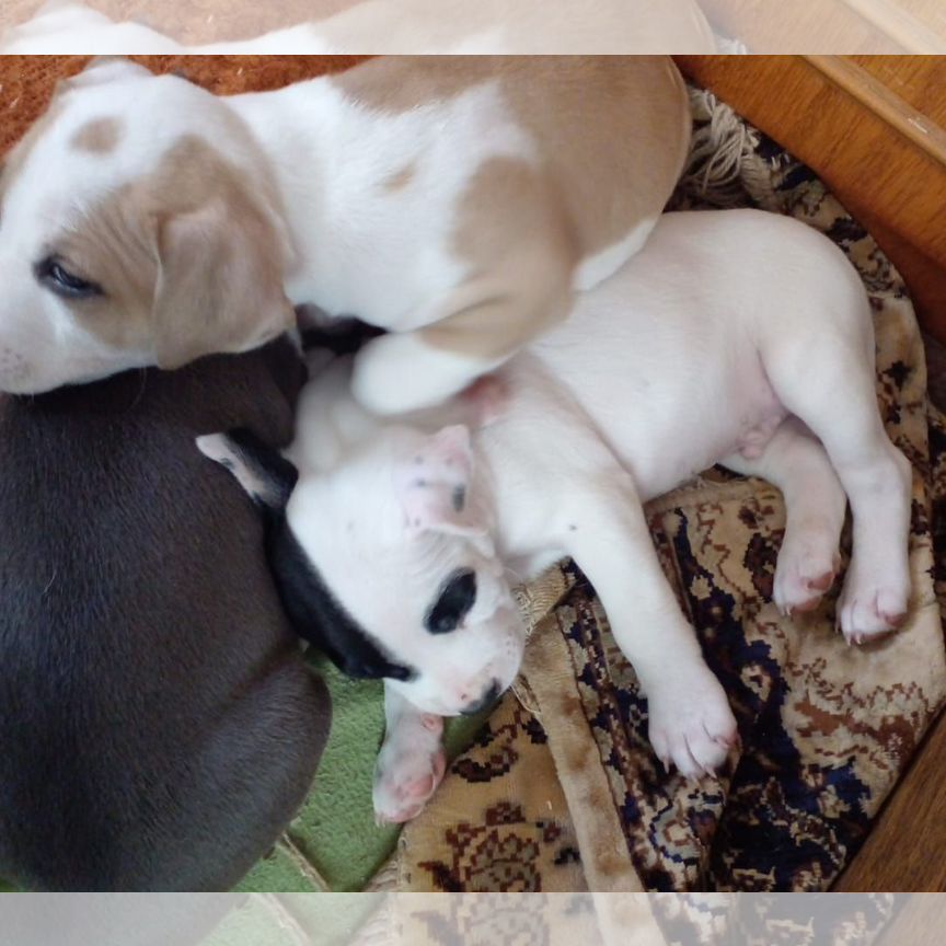 Американский стаффордширский терьер, щенок