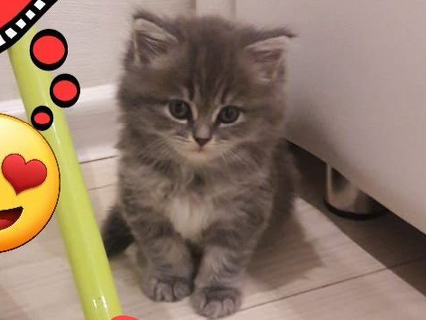 Шотландский котенок