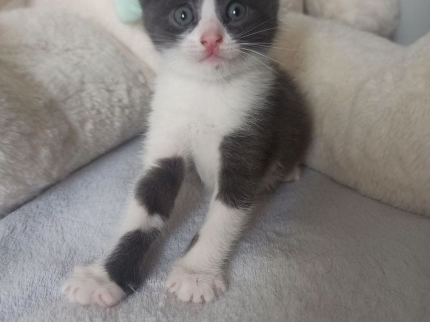 Котёнок 'Цветан"