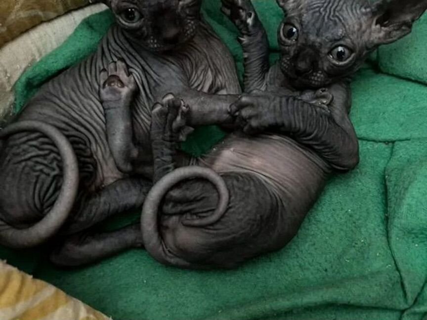 Канадский сфинкс Котик, 1,5 месяца