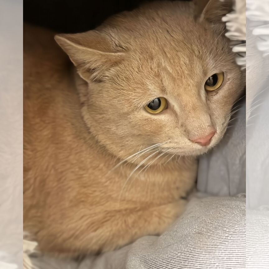 Взрослый кот в добрые руки