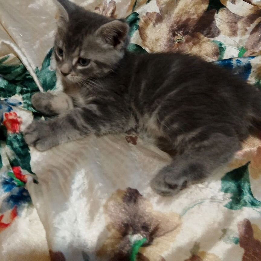 Мейн-кун котёнок