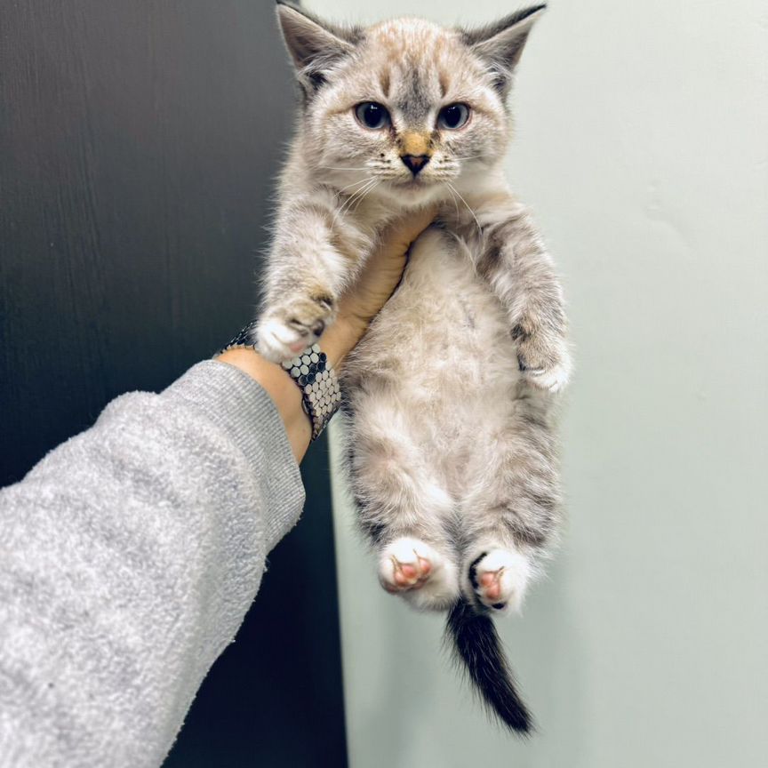 Котенок девочка