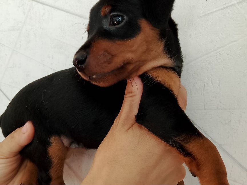 Щенок карликовый пинчер(цвергпинчер)