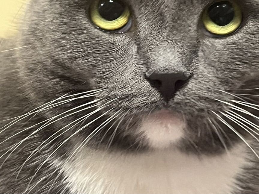 Русская голубая кошка