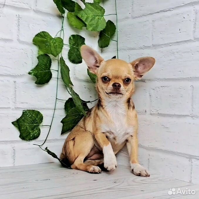 Чихуахуа милая девочка