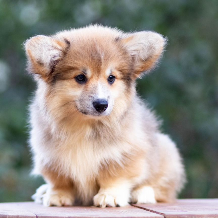 Вельш корги девочка флаффи