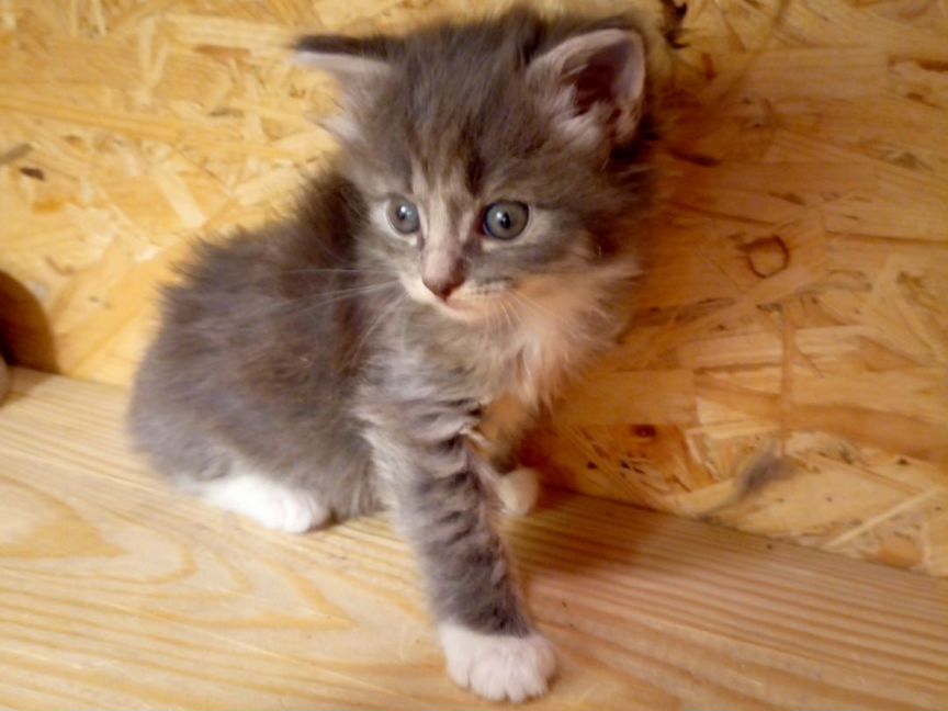 Котенок ищет дом, Красное село