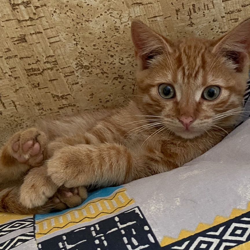 Котенок в добрые руки