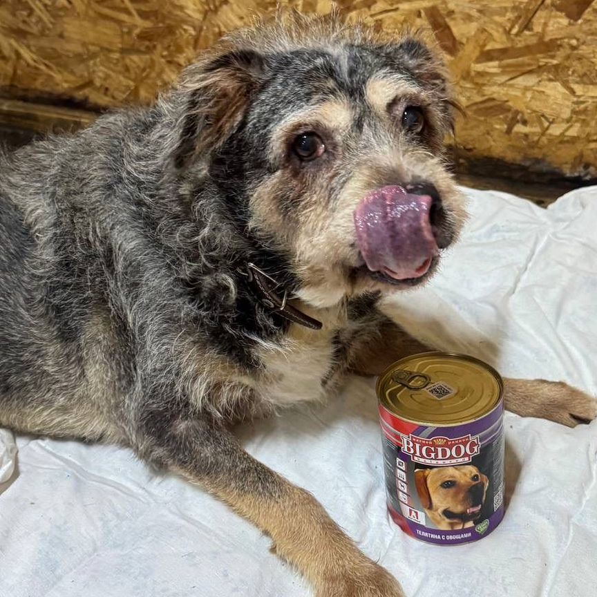 Растрепаная, подслеповатая, еле ходячая Рая