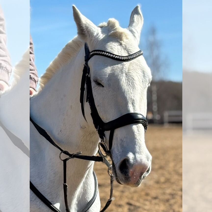 Уздечка для лошади