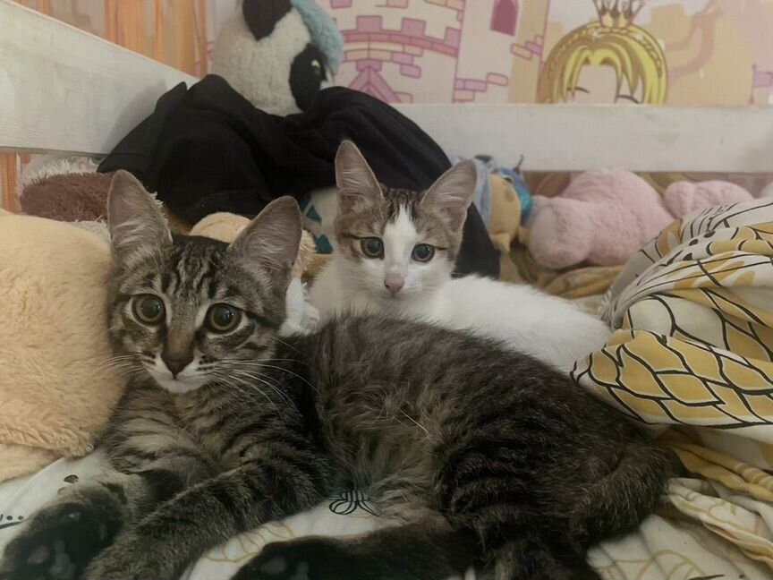 Котята в добрые руки