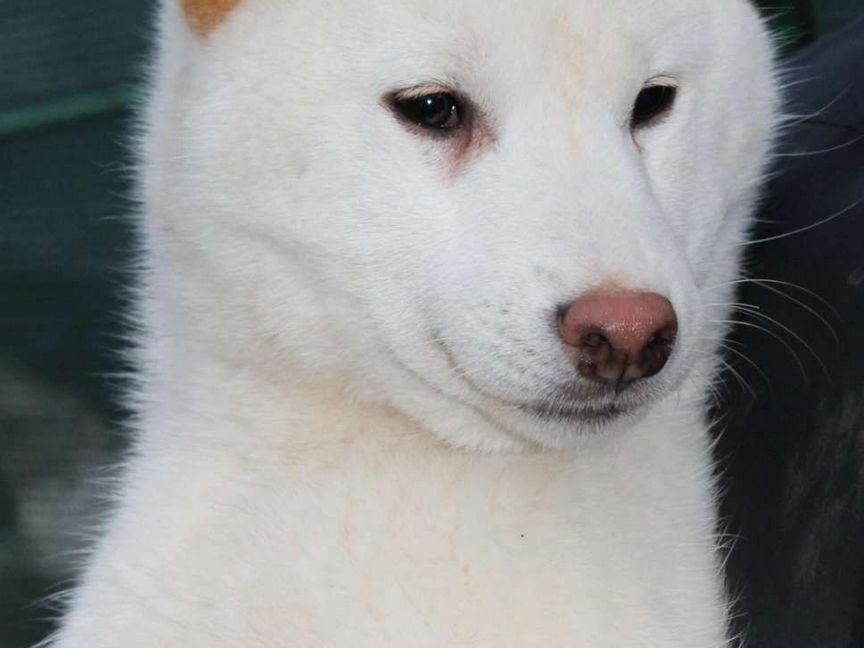 Шикарная беляночка сиба