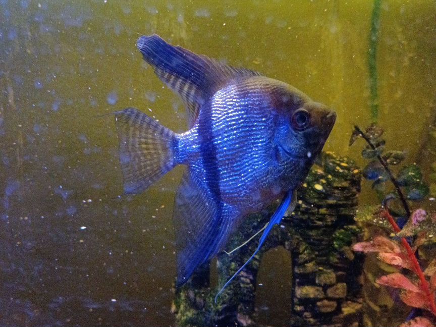 Обмен продажа Лабио скалярия макробрархиумы