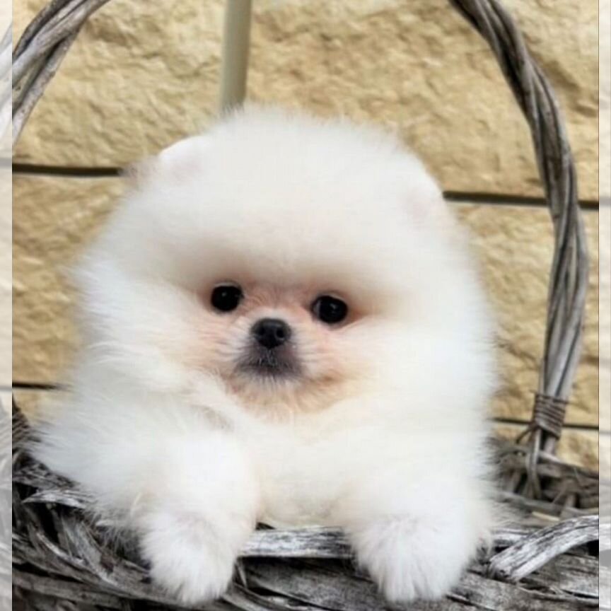 Померанский шпиц