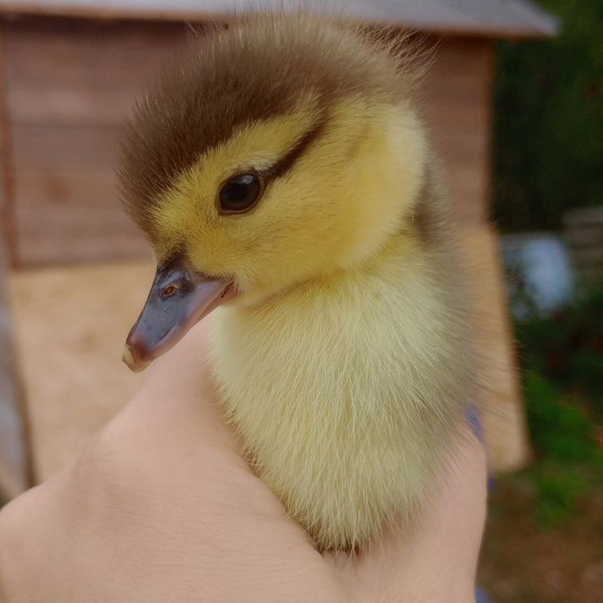 Мускусные утята тяжелой линии лавандовые